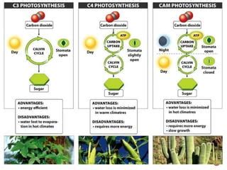 C And Cam Plant PPT