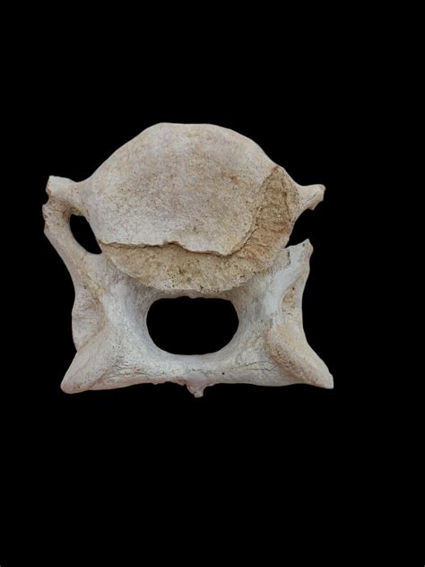 Basilosaurus Vertebra Fossil Ancient Whale Bone Eocene Marine