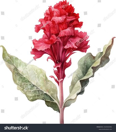 Cockscomb Celosia Over 63 Royalty Free Licensable Stock Illustrations