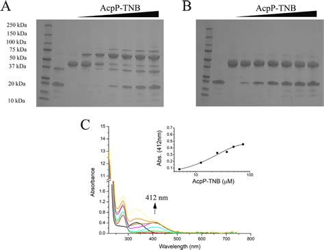 Analysis Of The Acpp Tnb − Reaction With Fabf Reveals The Formation Of Download Scientific