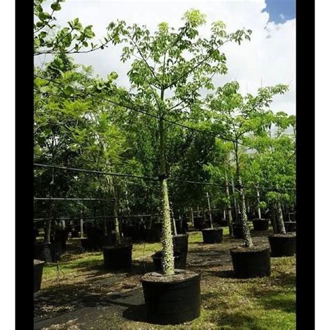 Chorisia Speciosa Plant At ₹ 300 Piece Chilkana Sultanpur Id 27091599230