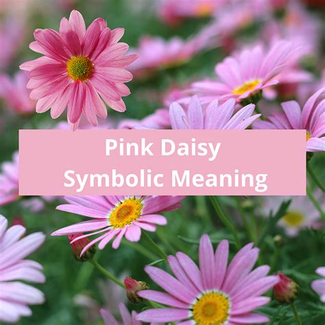 Whats The Meaning Behind Daisy Flowers At Sandy Vincent Blog
