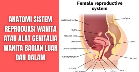 Anatomi Sistem Reproduksi Wanita Atau Alat Genitalia Wanita Bagian Luar