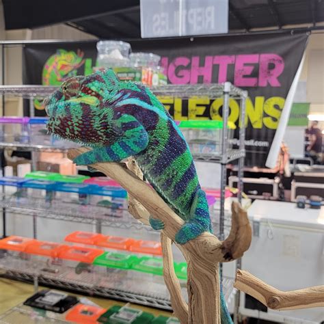 The Oc Pet And Reptile Expo Is Set For This Weekend At The Oc Fair And