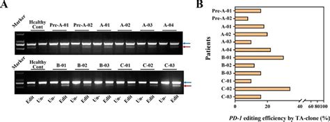 T7e1 Cleavage Assay Ta Cloning Sequencing Of Pd 1 Disruption In