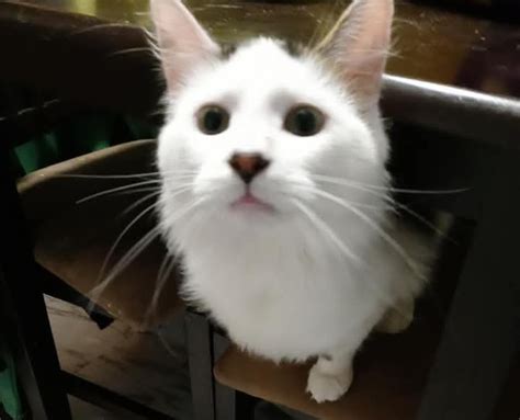 Moxxie Album On Imgur