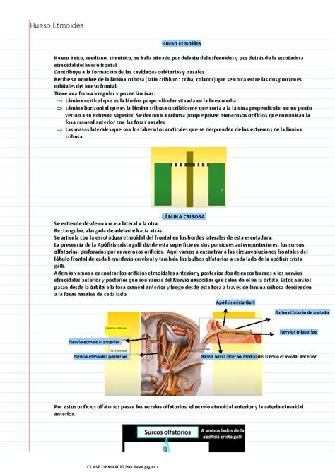 Anatomía Del Hueso Etmoides Hueso Etmoides