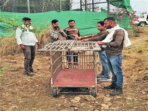 Panther Hunted Deer Cub By Fencing In Bio Park Installed 8 Cameras