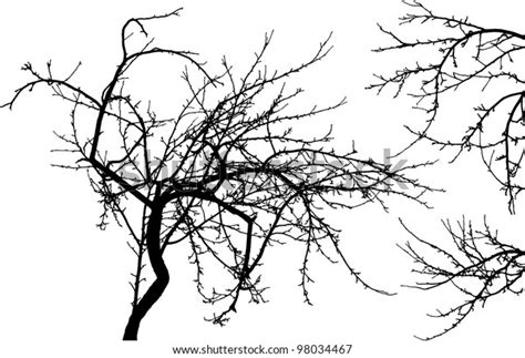 Black Silhouette Naked Tree Two Branches Stock Vector Royalty Free 98034467 Shutterstock