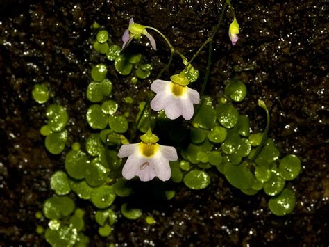 Utricularia Striatula Eflora Of India