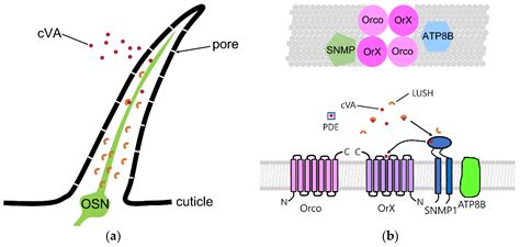 Recent Insights Into Insect Olfactory Receptors And Odorant Binding Proteins