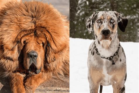 Mastiff Catahoula Mix All You Need To Know