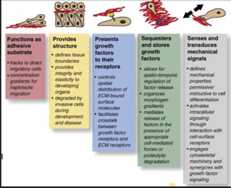 Extracellular Matrix Flashcards Quizlet