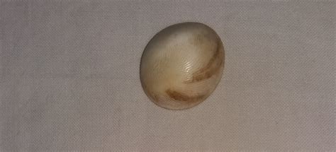 Species Identification Is This A Shell Operculum If Yes Can I Get More Info On Operculum Species Identification Is This A Shell Operculum If Yes Can I Get More Info On Operculum