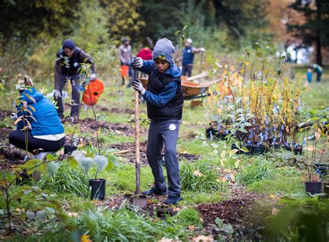 Tree Planting In The Pacific Northwest Green Seattle Partnership