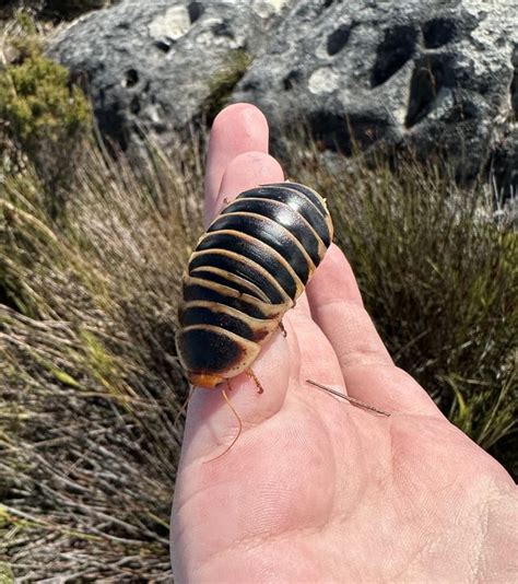 Cape Mountain Cockroach South Africa Rinsects