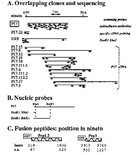 Ninein Cdna Clones Probes And Expression Constructs A Isolation Of