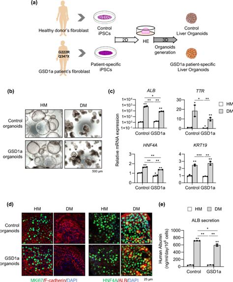 Efficient And Reproducible Generation Of Human Induced Pluripotent Stem