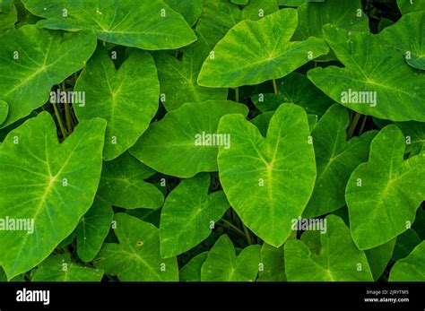 Colocasia Is Herbaceous Perennial Plants With A Large Corm On Or Just