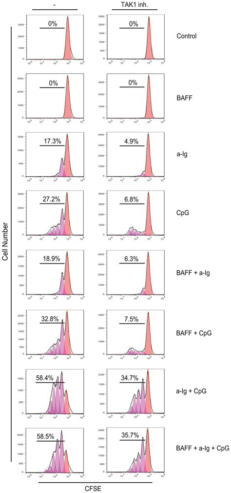 Representative Flow Cytometric Histograms Of Cfse Labeled Blood Human B