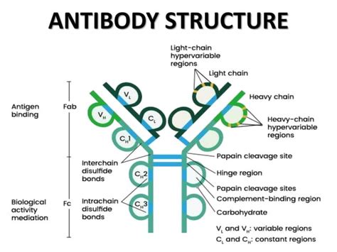 Antibody Structure Types And Functions Pptx Blood Disorders