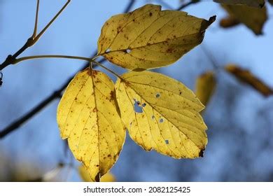 Three Lobed Leaves Images Stock Photos Vectors Shutterstock