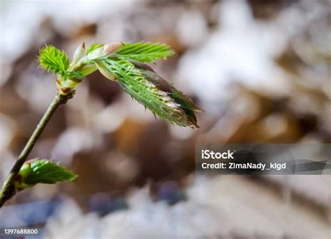 Daun Muda Di Cabang Cabangnya Daun Segar Di Atas Pohon Hutan Musim Semi Foto Stok Unduh Gambar