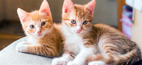 Cute Orange Cat Breeds
