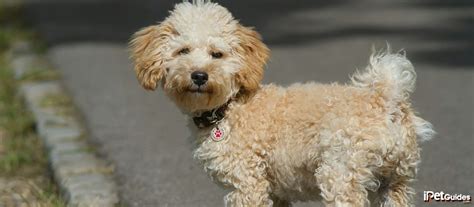 11 Common And Rare Cavapoo Colors With Pictures