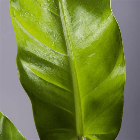 Philo Lemon Green Orocosta