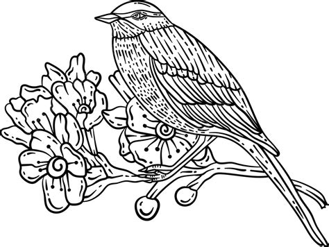 Bird Branch Spring Coloring Page For Adults Adult Drawing Hatching