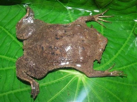 Surinam Toadcrapaud Pipa Du Surinampipa Pipa Frog And Toad Cute