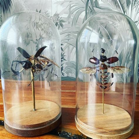 Exploded Beetle Insect Specimen Furniture And Home Living Home Decor Other Home Decor On Carousell Exploded Beetle Insect Specimen Furniture And Home Living Home Decor Other Home Decor On Carousell