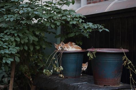김하연 바람이 불어도 흔들리지 않게 기다리다 졸리면 잠들수 있게 엄마가새끼를화분에심어놓는이유 Instagram