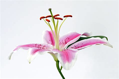 Lily Blossom Bloom Free Photo On Pixabay Lily Blossom Bloom Free Photo On Pixabay