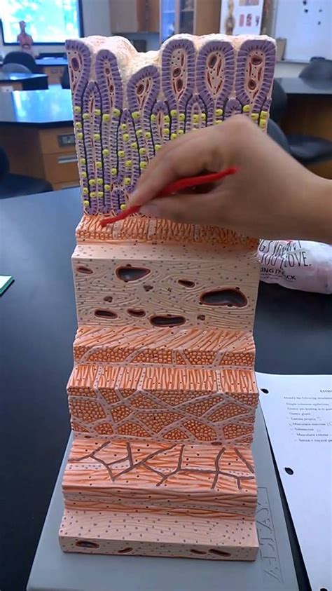 The Benefits Of Paper 3d Dissection Models Artofit