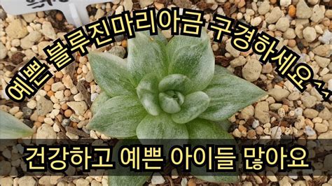9월 5일 예쁘고 건강한 아이들 구경해보세요 다육 다육식물 다육이 다육이금 다육이키우기 금다육 금다육이 마리아금