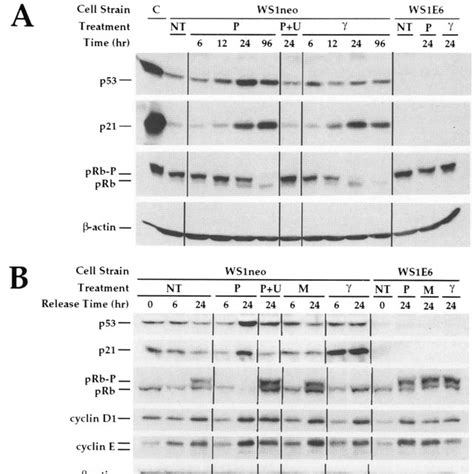 Cell Cycle Effects Of Ump Ctp Utp And Gmp Biosynthesis Inhibitors On