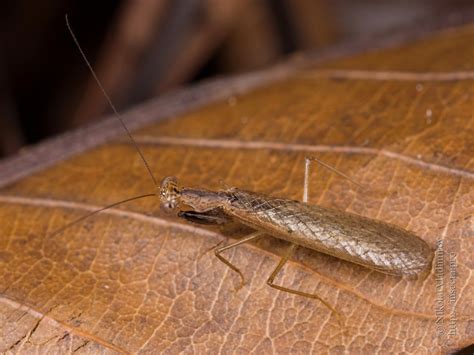 Photo 75034 Amantis Sp