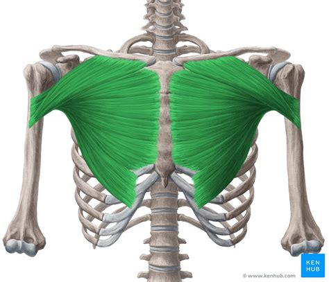 Pectoralis Major Origin Insertion Innervation Function Kenhub
