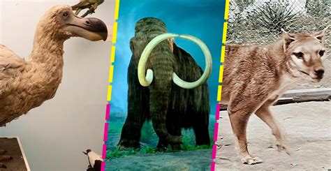 Des-extinción, el proyecto para revivir al mamut lanudo y otras especies