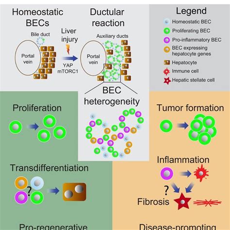 Functional Heterogeneity Within Biliary Epithelial Cell Becs Subsets