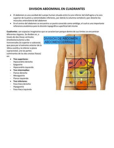 Organos Del Cuerpo Humano Por Cuadrante