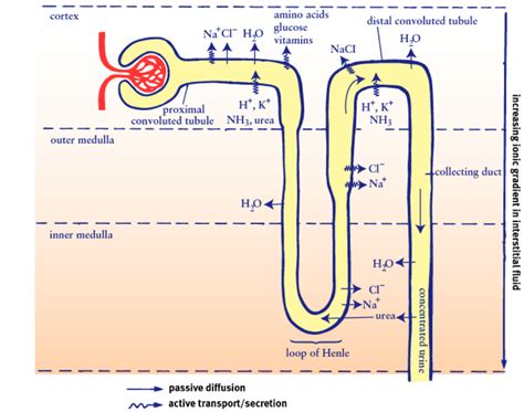 Nephron Diagram And Functions Nephron Main Function Their Fu