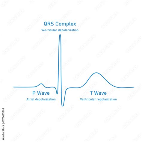 Ventricular Repolarization T Wave The Qt Interval Of Ecg The Cardiac