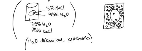 Bio Unit Test Cell Energy Flashcards Quizlet