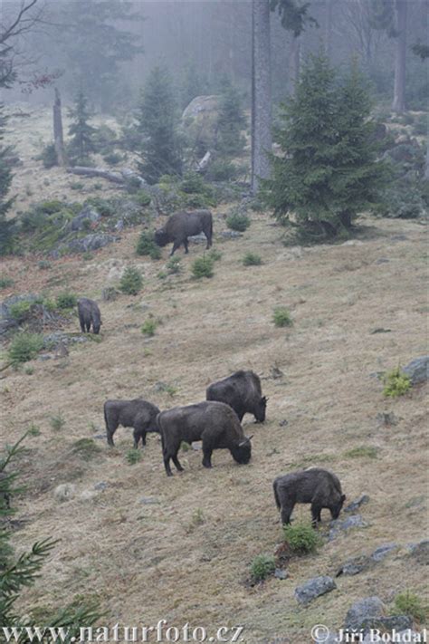 Wisent Bilder, Wisent Fotos | NaturFoto