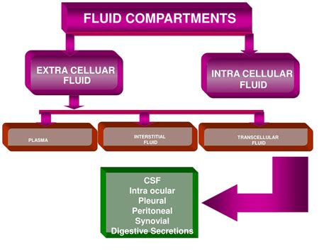 Ppt Body Fluid And Compartments Powerpoint Presentation Free Download