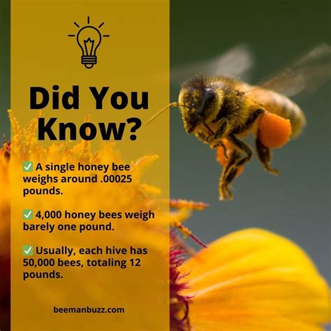 Fascinating Facts About Honey Bees