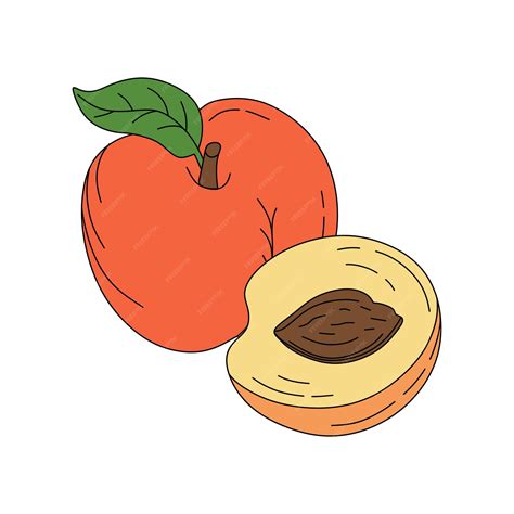 Premium Vector Peach Doodle Vector Color Illustration Isolated On White
